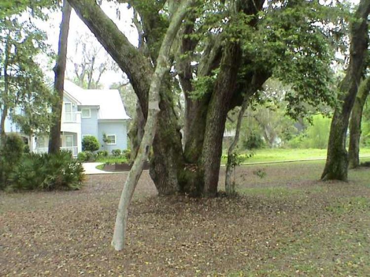 Protecting and Preserving Large Trees | Prospectus LLC