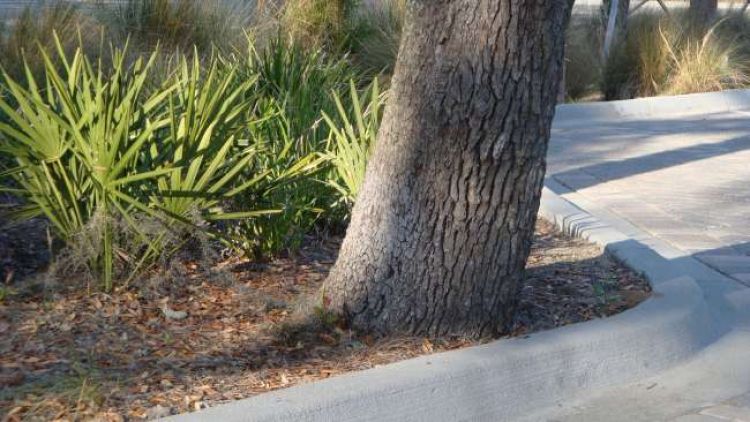 Protecting and Preserving Large Trees | Prospectus LLC